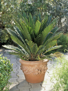 Cloud Farm Cycus Revoluta Plant Price in India - Buy Cloud Farm Cycus ...