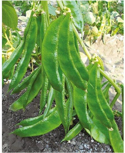 WATIKA Improved Sem Phali, Lima Beans Seed Price in India - Buy WATIKA ...