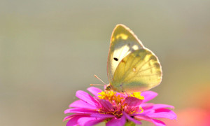 butterfly poster & Titli POSTERS, Dragonfly Poster, Insects Poster ...