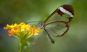 butterfly poster & Titli POSTERS, Dragonfly Poster, Insects Poster ...