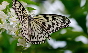 butterfly poster & Titli POSTERS, Dragonfly Poster, Insects Poster ...