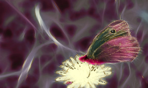 butterfly poster & Titli POSTERS, Dragonfly Poster, Insects Poster ...