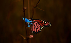 butterfly poster & Titli POSTERS, Dragonfly Poster, Insects Poster ...