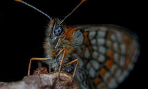 butterfly poster & Titli POSTERS, Dragonfly Poster, Insects Poster ...