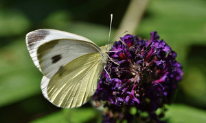 butterfly poster & Titli POSTERS, Dragonfly Poster, Insects Poster ...