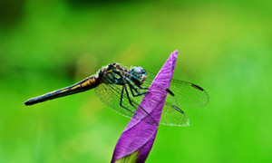 butterfly poster & Titli POSTERS, Dragonfly Poster, Insects Poster ...