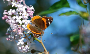 butterfly poster & Titli POSTERS, Dragonfly Poster, Insects Poster ...