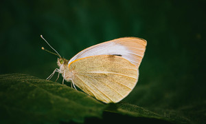 butterfly poster & Titli POSTERS, Dragonfly Poster, Insects Poster ...