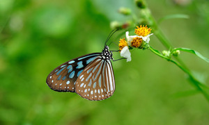 butterfly poster & Titli POSTERS, Dragonfly Poster, Insects Poster ...