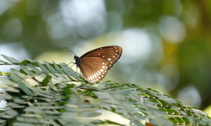 butterfly poster & Titli POSTERS, Dragonfly Poster, Insects Poster ...