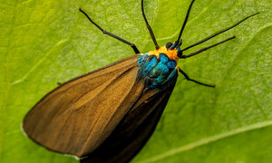 butterfly poster & Titli POSTERS, Dragonfly Poster, Insects Poster ...