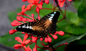 butterfly poster & Titli POSTERS, Dragonfly Poster, Insects Poster ...