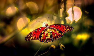 butterfly poster & Titli POSTERS, Dragonfly Poster, Insects Poster ...