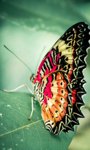 butterfly poster & Titli POSTERS, Dragonfly Poster, Insects Poster ...