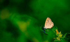 butterfly poster & Titli POSTERS, Dragonfly Poster, Insects Poster ...