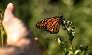 butterfly poster & Titli POSTERS, Dragonfly Poster, Insects Poster ...