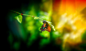 butterfly poster & Titli POSTERS, Dragonfly Poster, Insects Poster ...