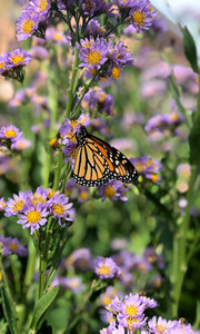 butterfly poster & Titli POSTERS, Dragonfly Poster, Insects Poster ...