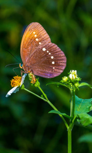 butterfly poster & Titli POSTERS, Dragonfly Poster, Insects Poster ...