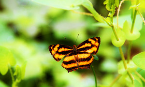 butterfly poster & Titli POSTERS, Dragonfly Poster, Insects Poster ...