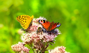 butterfly poster & Titli POSTERS, Dragonfly Poster, Insects Poster ...