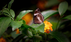 butterfly poster & Titli POSTERS, Dragonfly Poster, Insects Poster ...