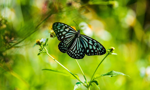 butterfly poster & Titli POSTERS, Dragonfly Poster, Insects Poster ...