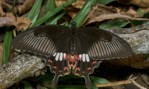 butterfly poster & Titli POSTERS, Dragonfly Poster, Insects Poster ...