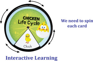 Learner's Bridge Lifecycle Revolving Stages make fun to learn Price in ...