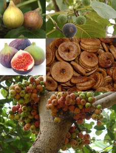 CARIBBEAN PREMIUM HYBRID FIG ANJEER Seed Price in India - Buy CARIBBEAN ...