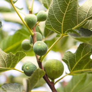 PLaNeTree Gular/Cluster Fig Plant Price in India - Buy PLaNeTree Gular ...