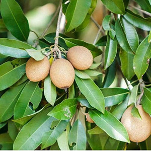 Bala plant creation Chiku Plant Price in India - Buy Bala plant ...