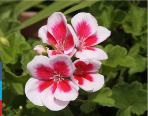 Padmavati Geranium Plant Price in India - Buy Padmavati Geranium Plant ...