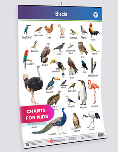 Kids Learning Wall Chart | Birds Chart For Kids | Charts For Children ...