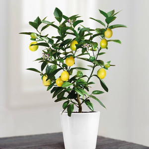 planthouse Lemon Plant Price in India - Buy planthouse Lemon Plant ...
