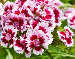 Padmavati Pink Lady Plant Price in India - Buy Padmavati Pink Lady ...