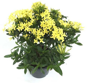 FlowQueens Trothic Ixora/Chethi Plant Price in India - Buy FlowQueens ...