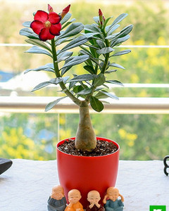 BALA PLANT CREATION Adenium Plant Price in India - Buy BALA PLANT ...