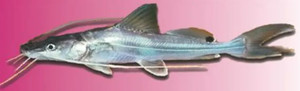 ChopServe Arr Fish Slices Price in India - Buy ChopServe Arr Fish ...