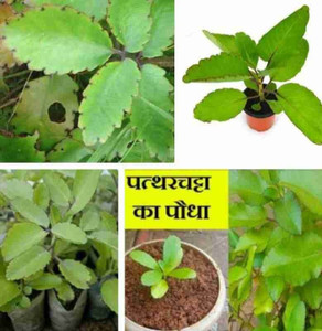 JR GLOBLE Bryophyllum Pinnatum/Patharchatta Plant Price in India - Buy ...