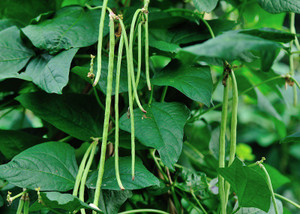 SeedsSunrise Lobia seeds Seed Price in India - Buy SeedsSunrise Lobia ...