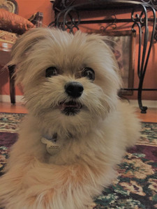 Dog Poster, Puppy Dog POSTER, Cute Dog Poster, Dogs Poster, ANIMALS ...