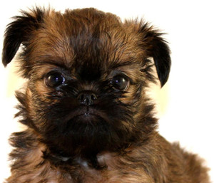 Dog Poster, Puppy Dog POSTER, Cute Dog Poster, Dogs Poster, ANIMALS ...