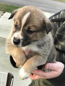 Dog Poster, Puppy Dog POSTER, Cute Dog Poster, Dogs Poster, ANIMALS ...