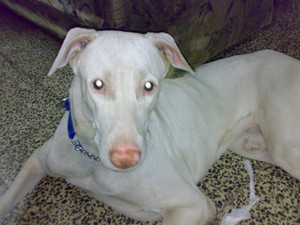 Dog Poster, Puppy Dog POSTER, Cute Dog Poster, Dogs Poster, ANIMALS ...