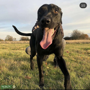 Dog Poster, Puppy Dog POSTER, Cute Dog Poster, Dogs Poster, ANIMALS ...