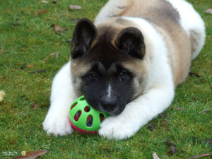 Dog Poster, Puppy Dog POSTER, Cute Dog Poster, Dogs Poster, ANIMALS ...