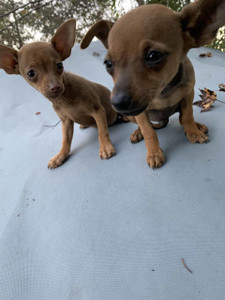 Dog Poster, Puppy Dog POSTER, Cute Dog Poster, Dogs Poster, ANIMALS ...