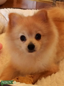 Dog Poster, Puppy Dog POSTER, Cute Dog Poster, Dogs Poster, ANIMALS ...