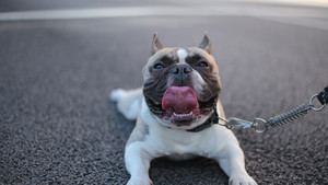 Dog Poster, Puppy Dog POSTER, Cute Dog Poster, Dogs Poster, ANIMALS ...